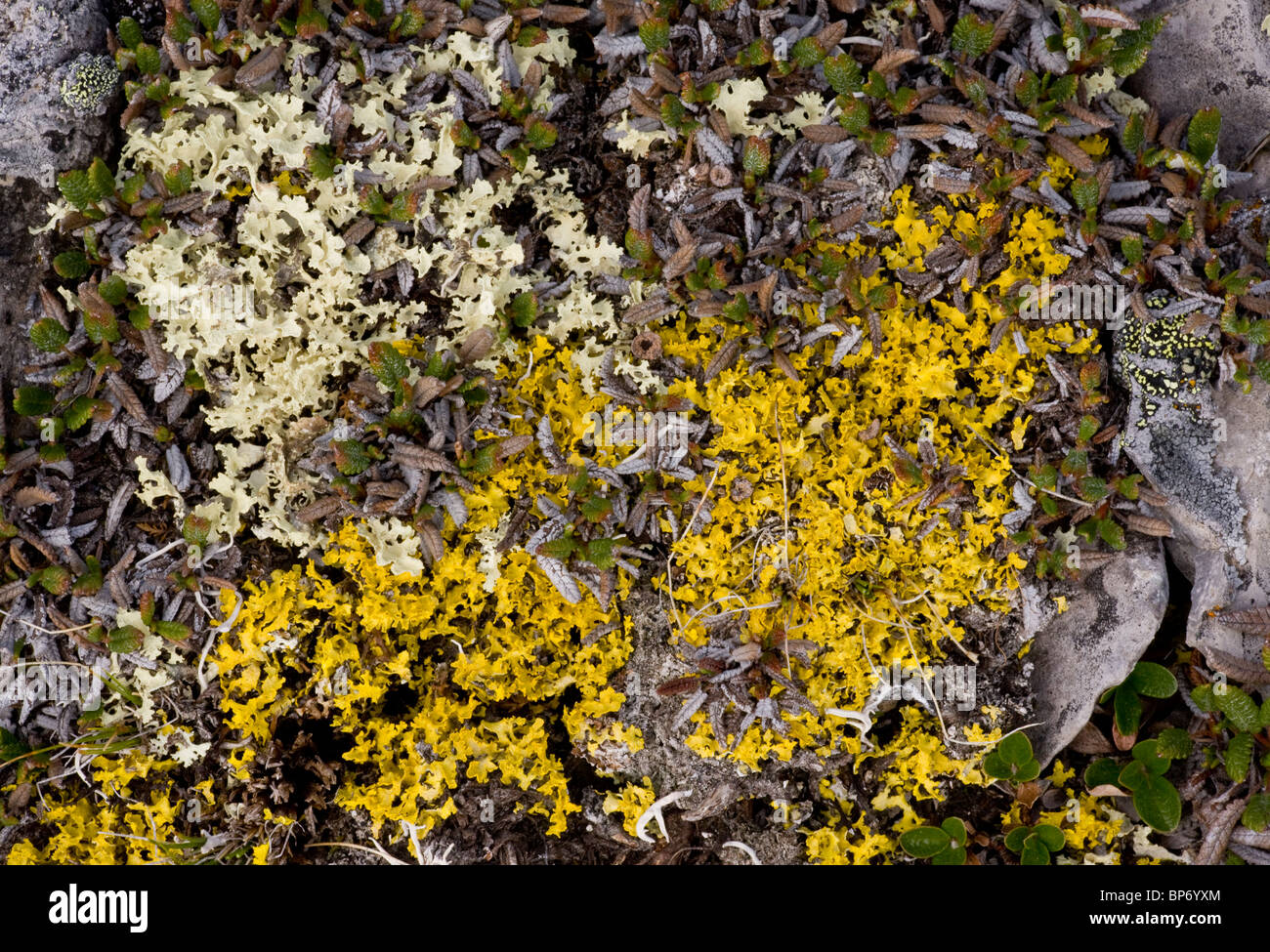 Lichens high tundra hi-res stock photography and images - Alamy