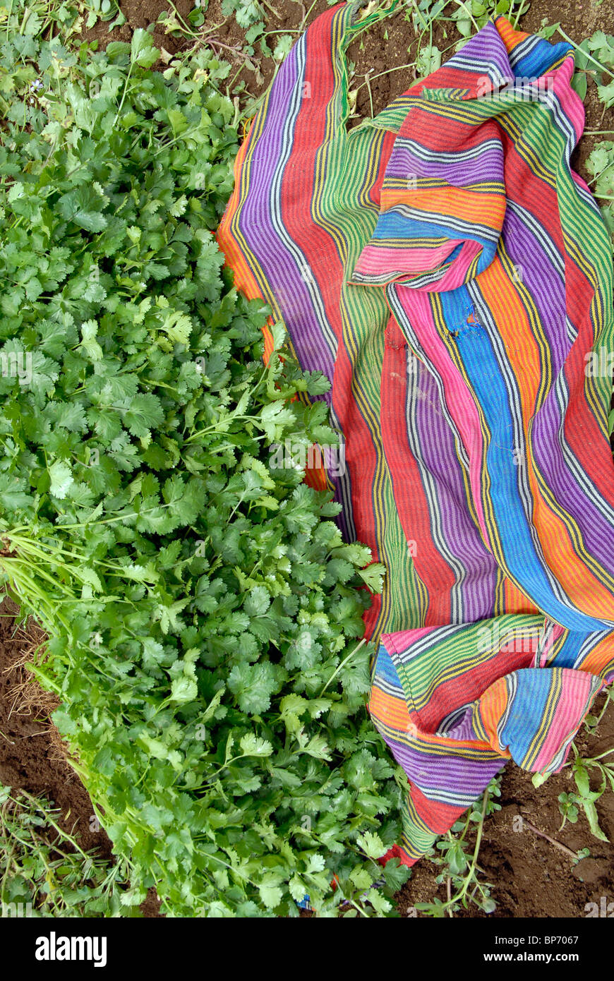 Guatemala.Native Mayan clothing in the highlands of Central America ...