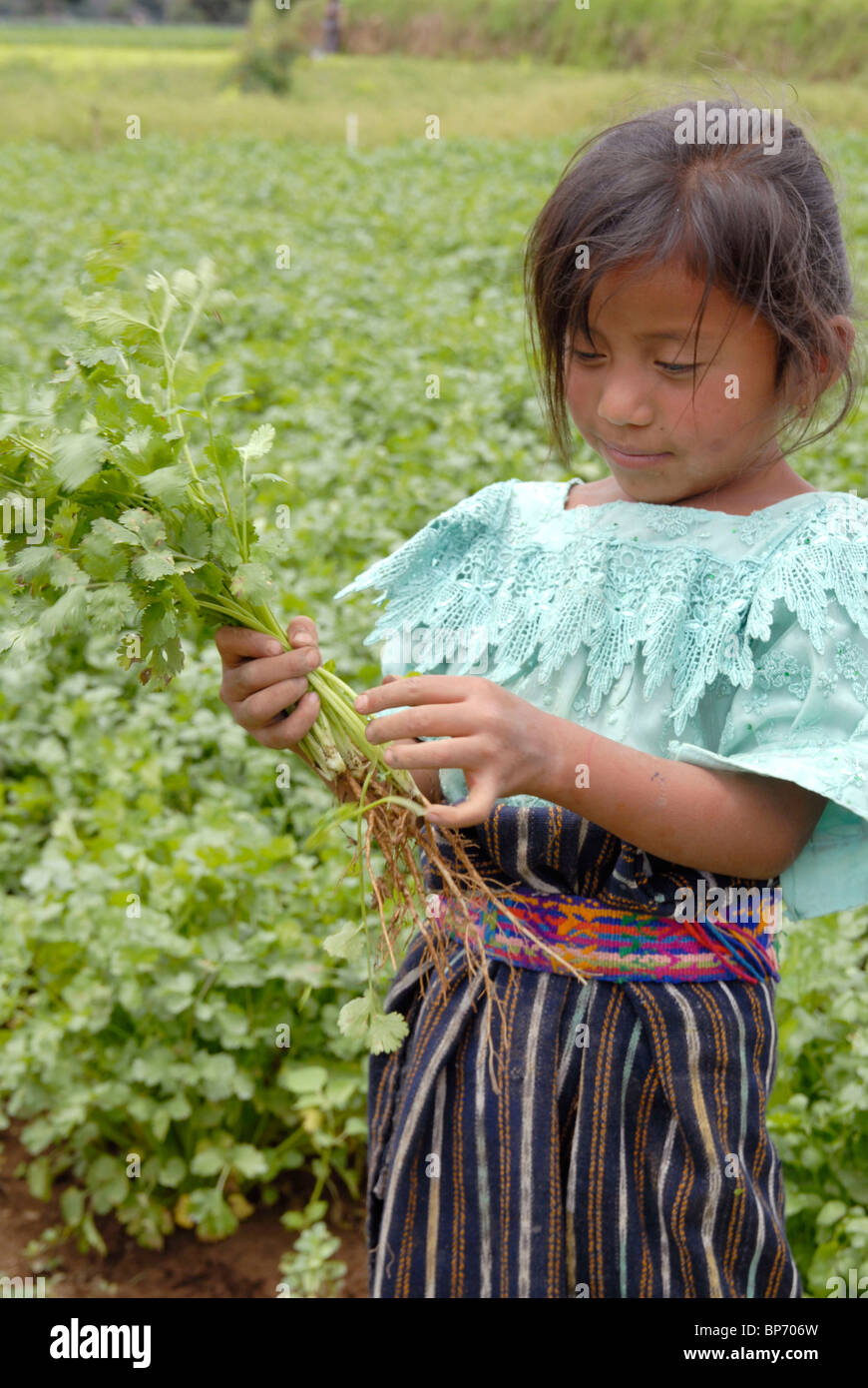 Guatemala.Native Mayan child workers harvesting flowers in the ...
