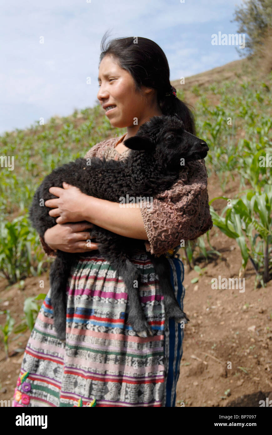 Guatemala.Native Mayan child workers holding a lamb in the highlands of ...