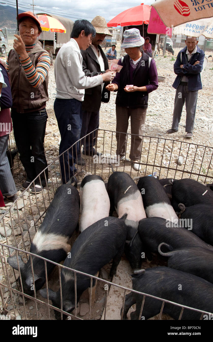 Pigs at the market in Shaxi Village, Yunnan Province, China Stock Photo ...