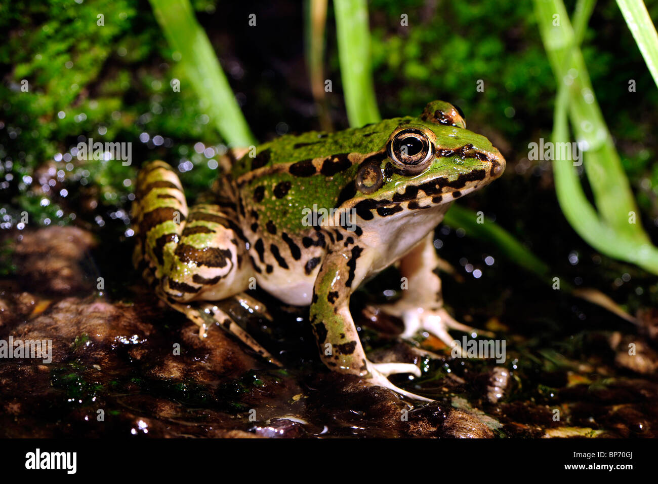 March for the aquatic animals hi-res stock photography and images - Alamy