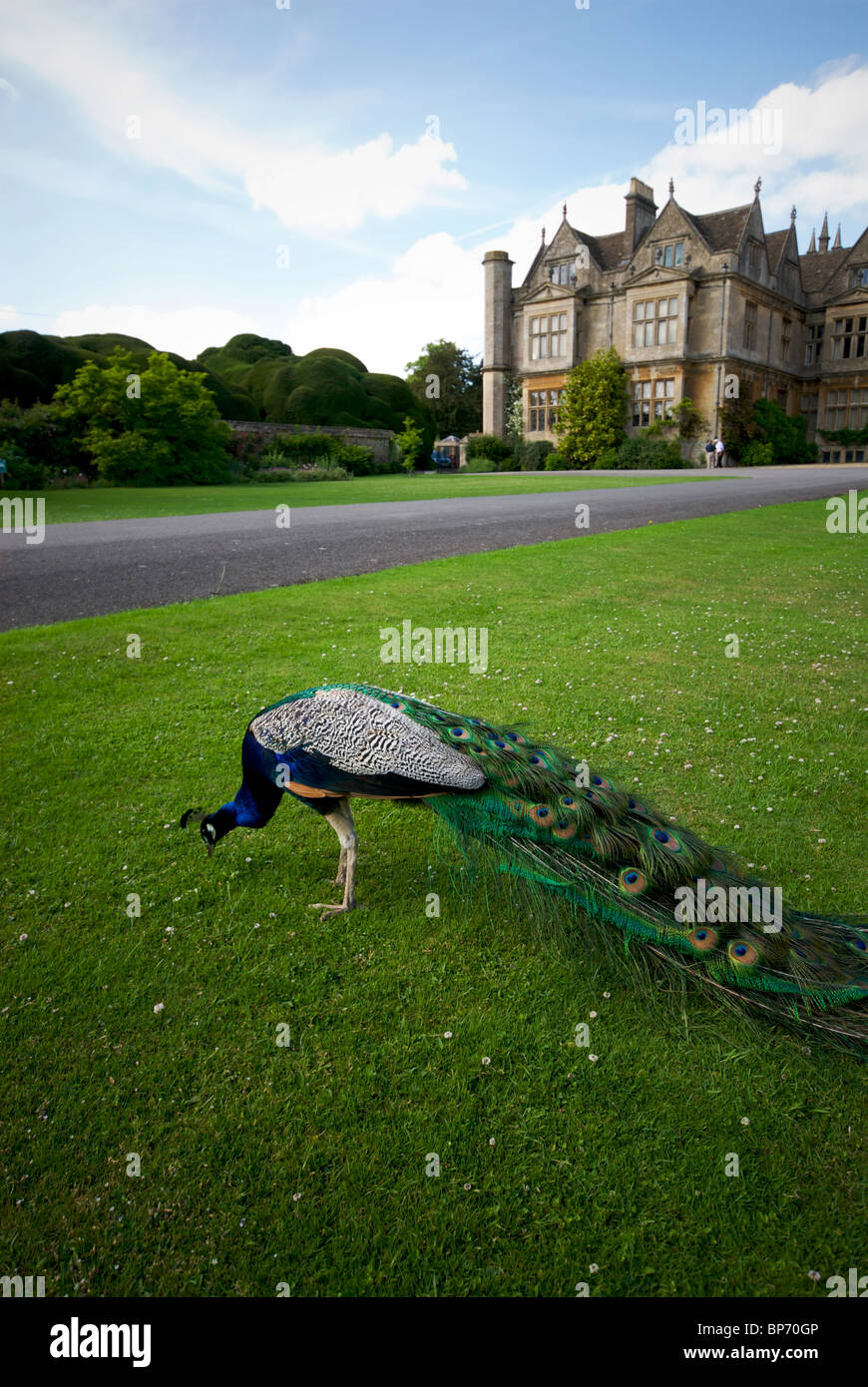 Peacocks court hi-res stock photography and images - Alamy