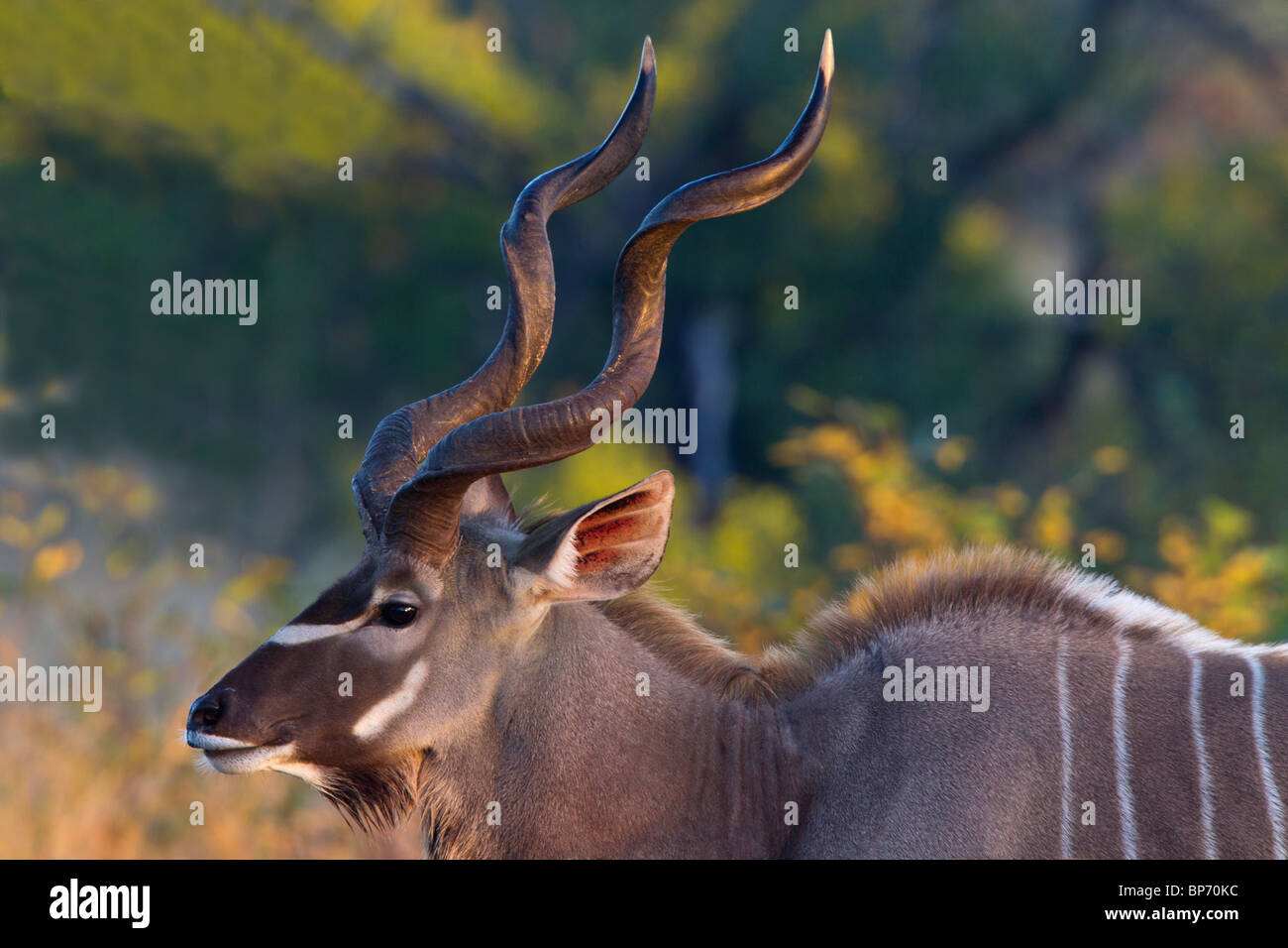 Male Greater Kudu, Kruger National Park, South Africa Stock Photo - Alamy