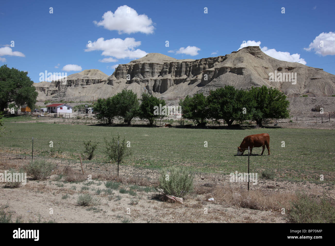 Cow bovine grazing graze indian reservation dirt gravel driveway ...