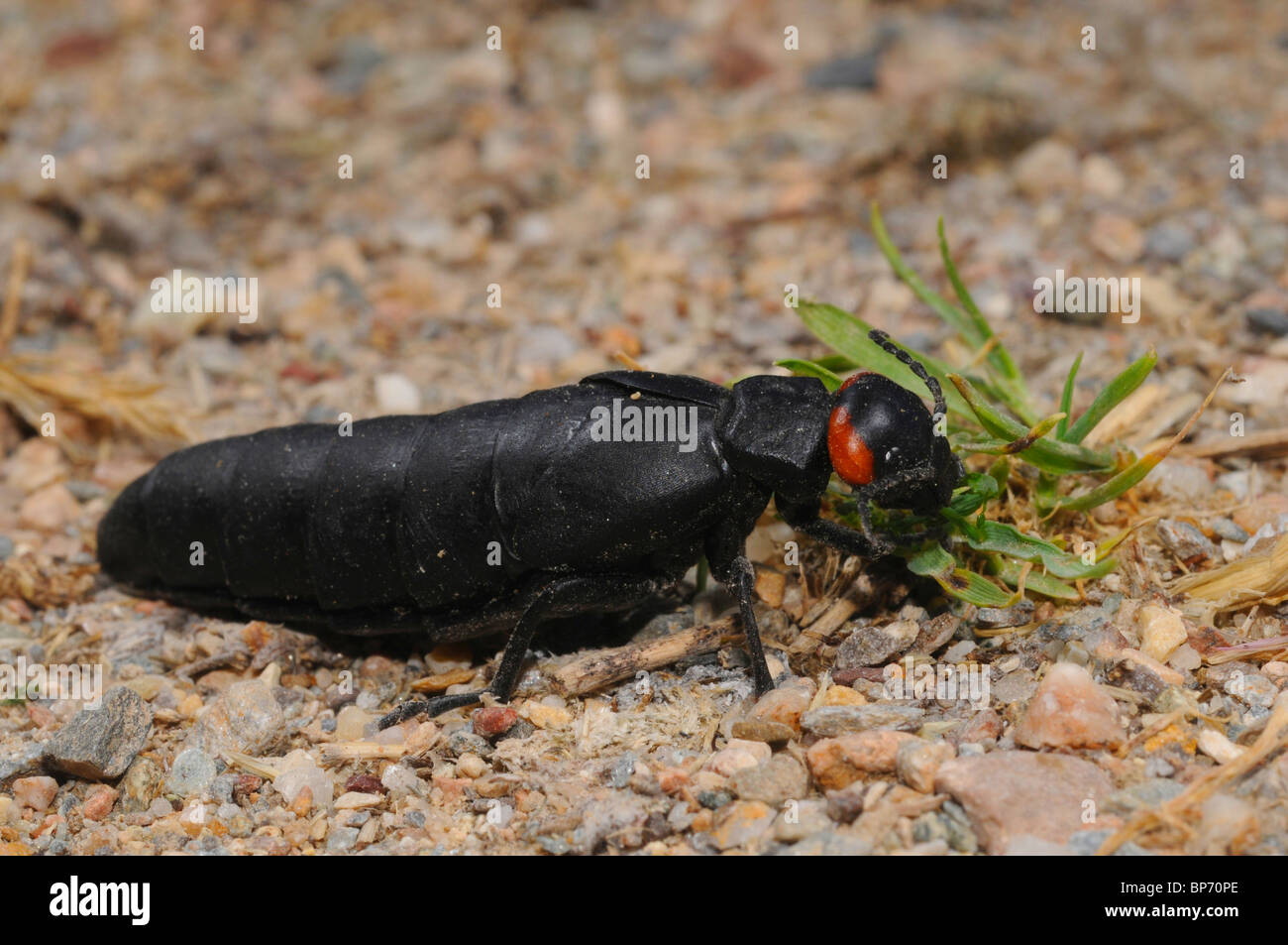 Spanish oil beetle hi-res stock photography and images - Alamy