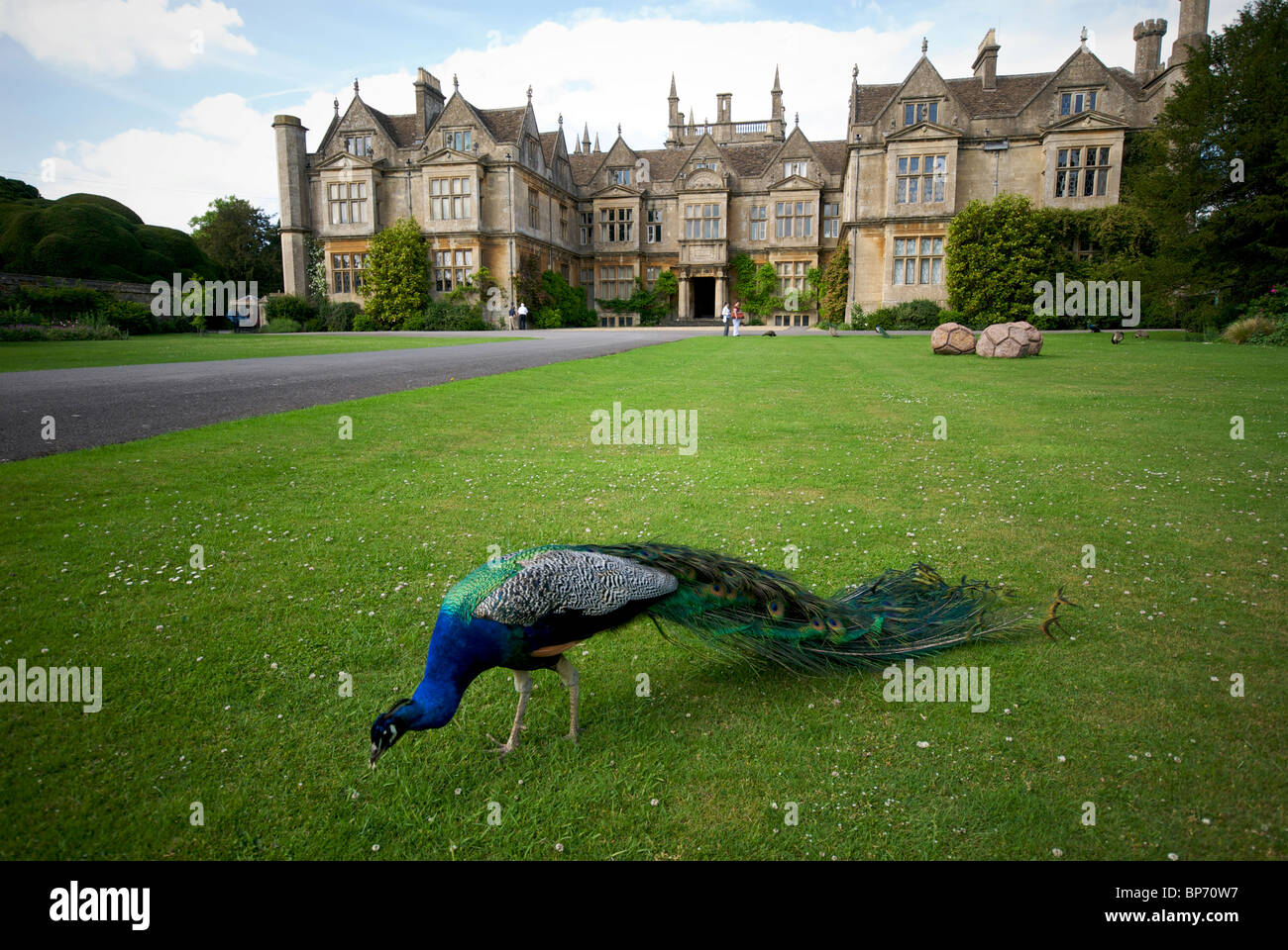 Peacocks court hi-res stock photography and images - Alamy