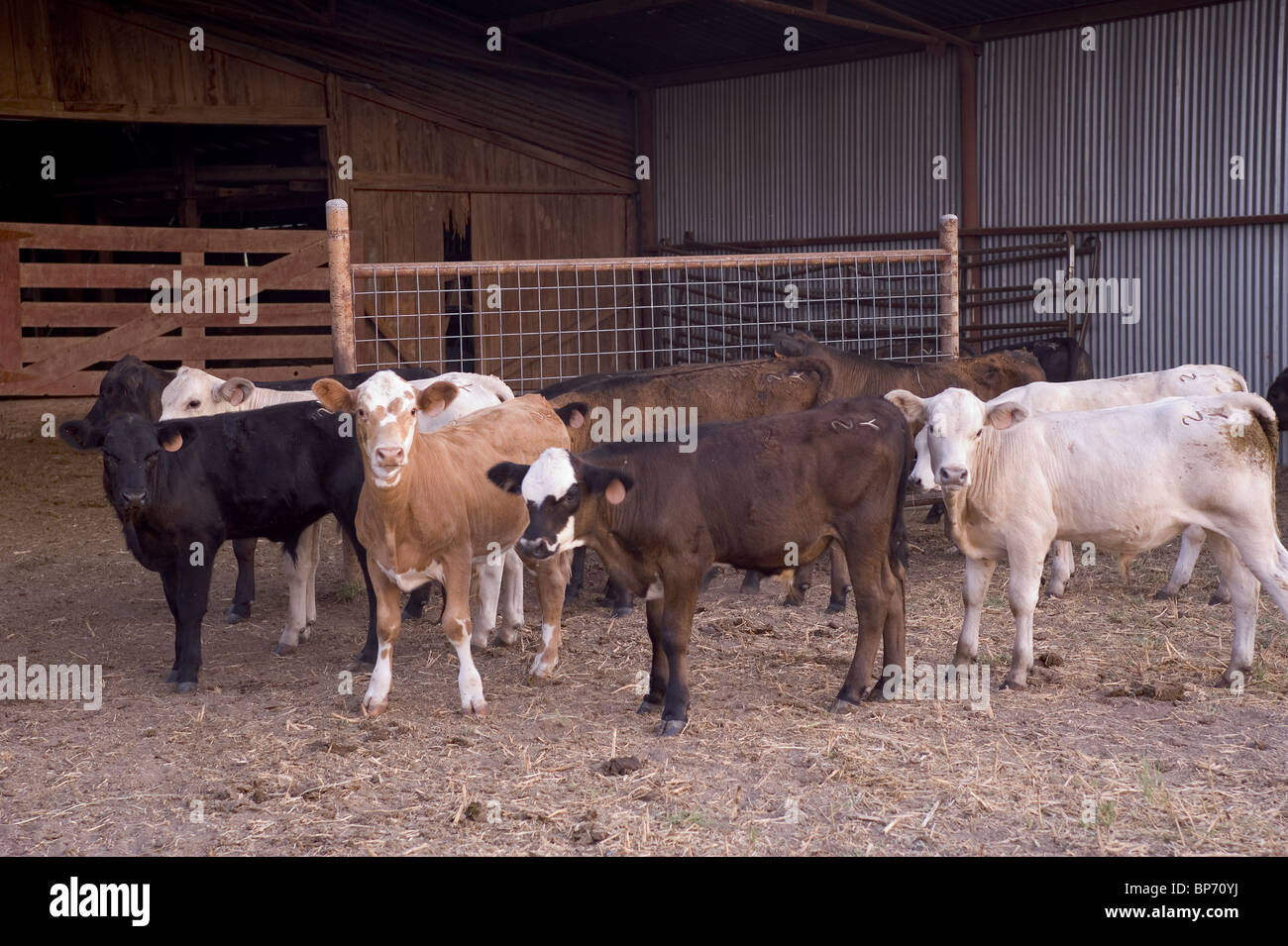 Round up cows hi-res stock photography and images - Alamy