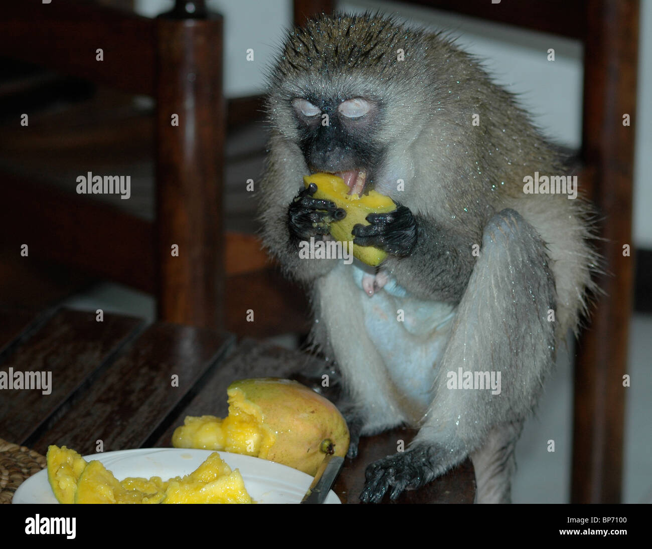 Monkey Eating Mango High Resolution Stock Photography and Images - Alamy