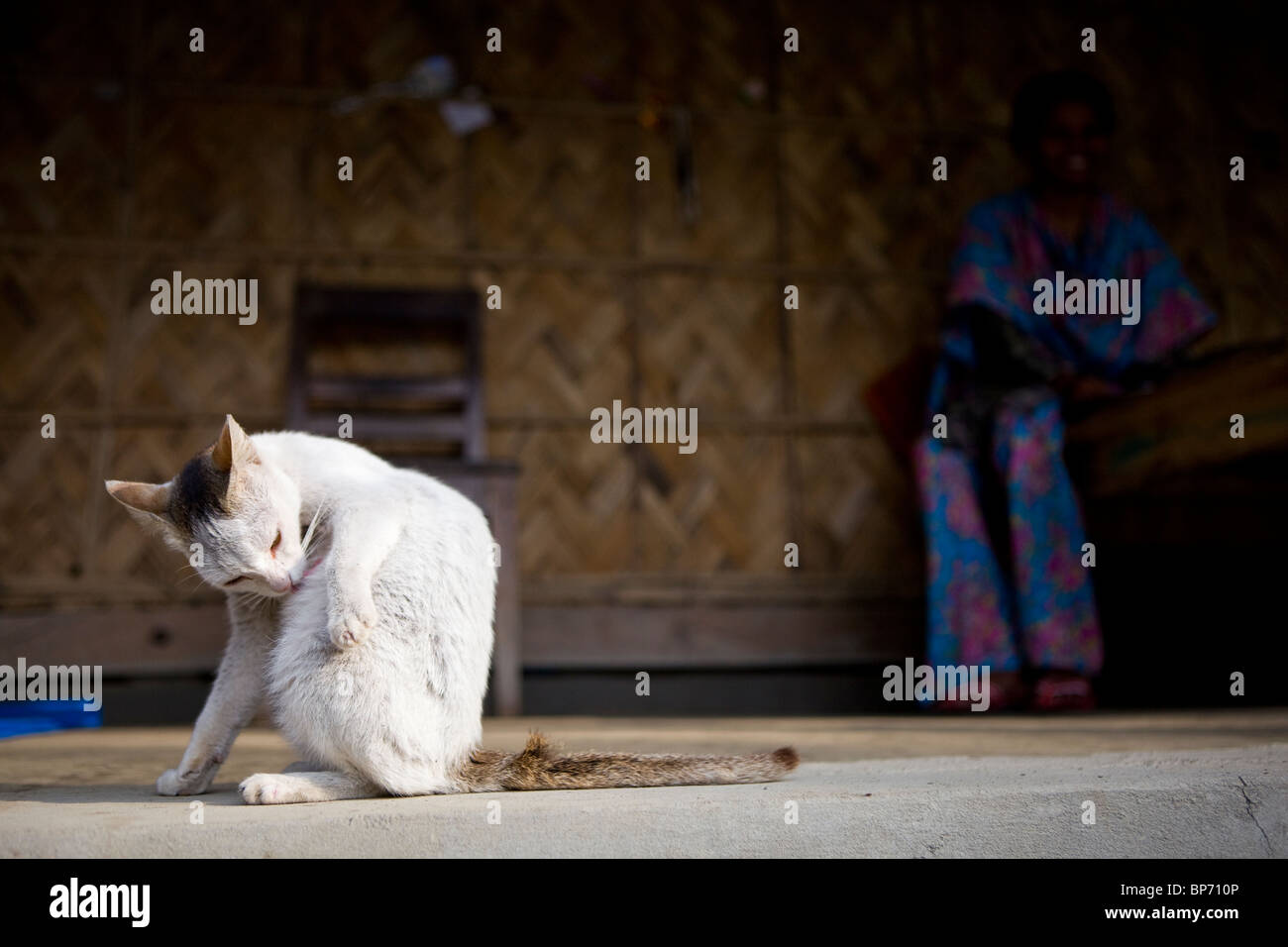 Cat grooming, Bangladesh Stock Photo - Alamy