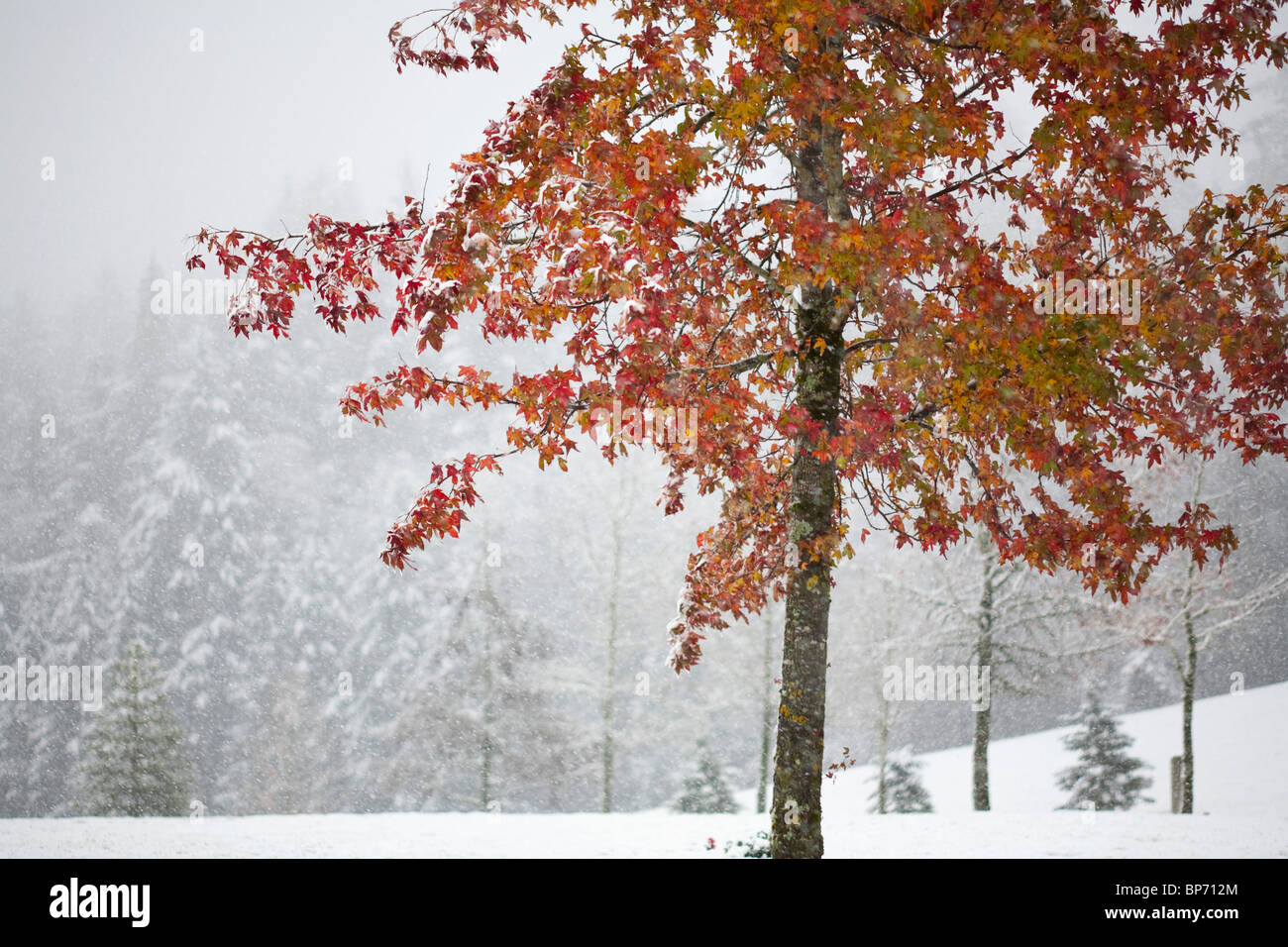 Falling Snow Over A Park Area Stock Photo - Alamy