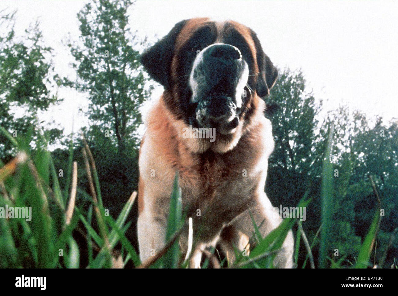 Cujo Film High Resolution Stock Photography and Images - Alamy