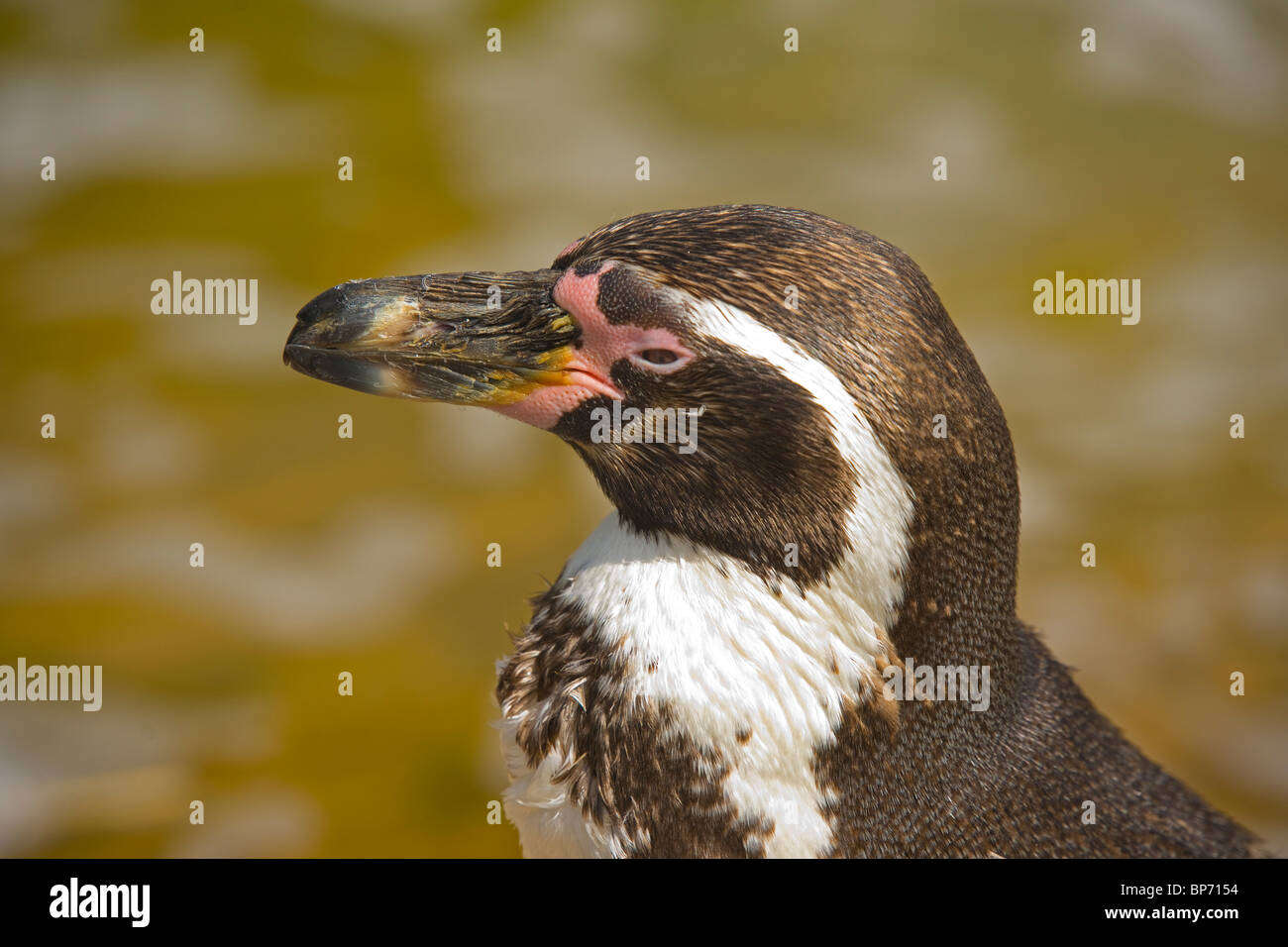 Humboldt Penguin, Blair Drummond Safari park, Stirling, Stirlingshire ...