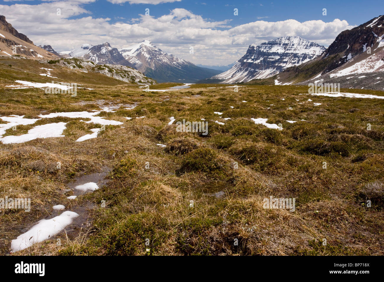 High tundra below Helen Lake, in the Banff National Park, Rockies ...