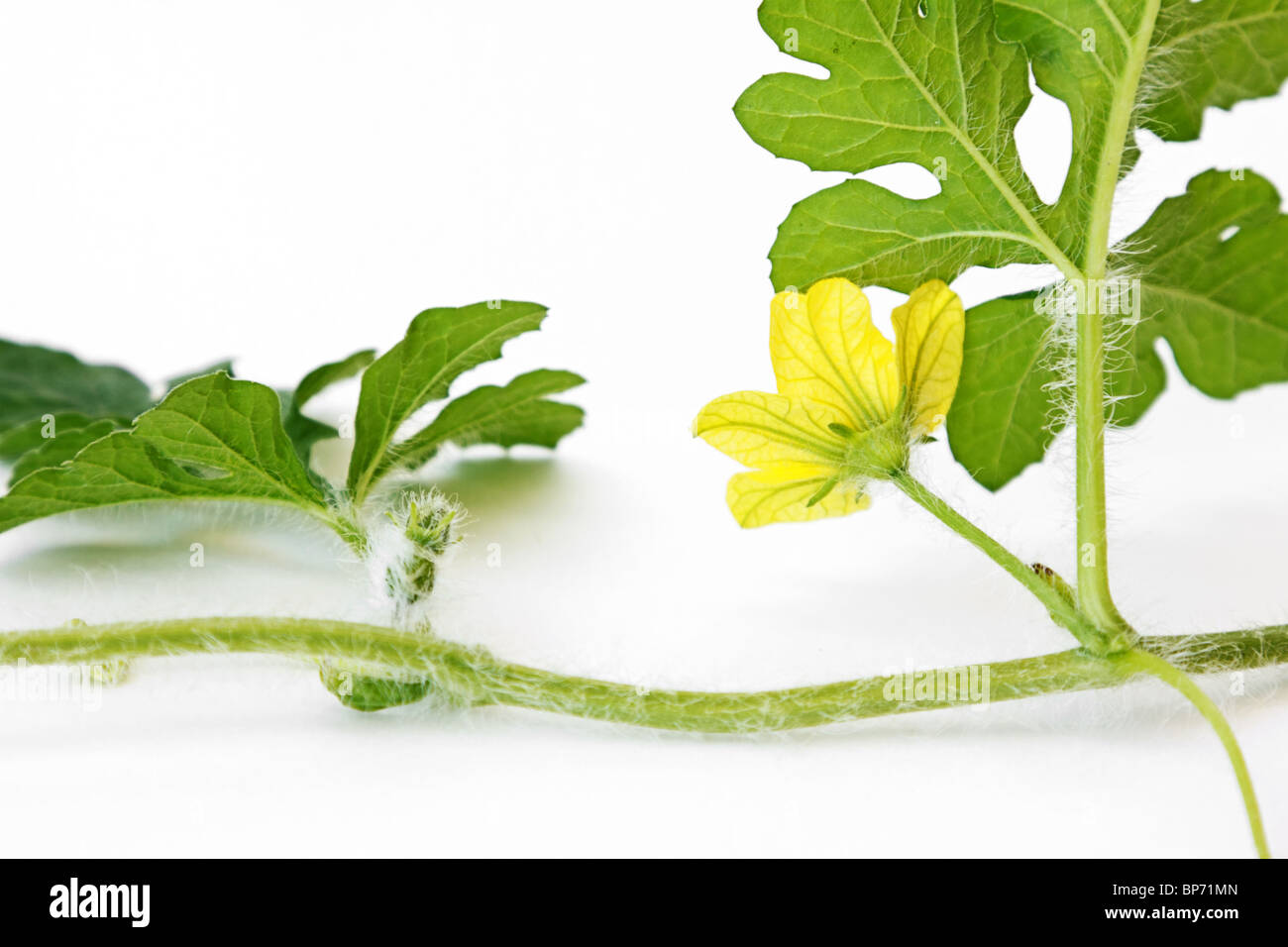 Watermelon flower High Resolution Stock Photography and Images - Alamy