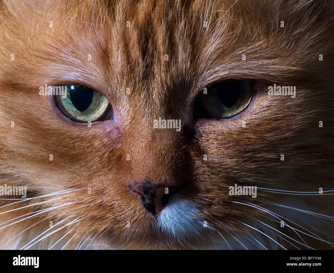 Cat close up Stock Photo - Alamy