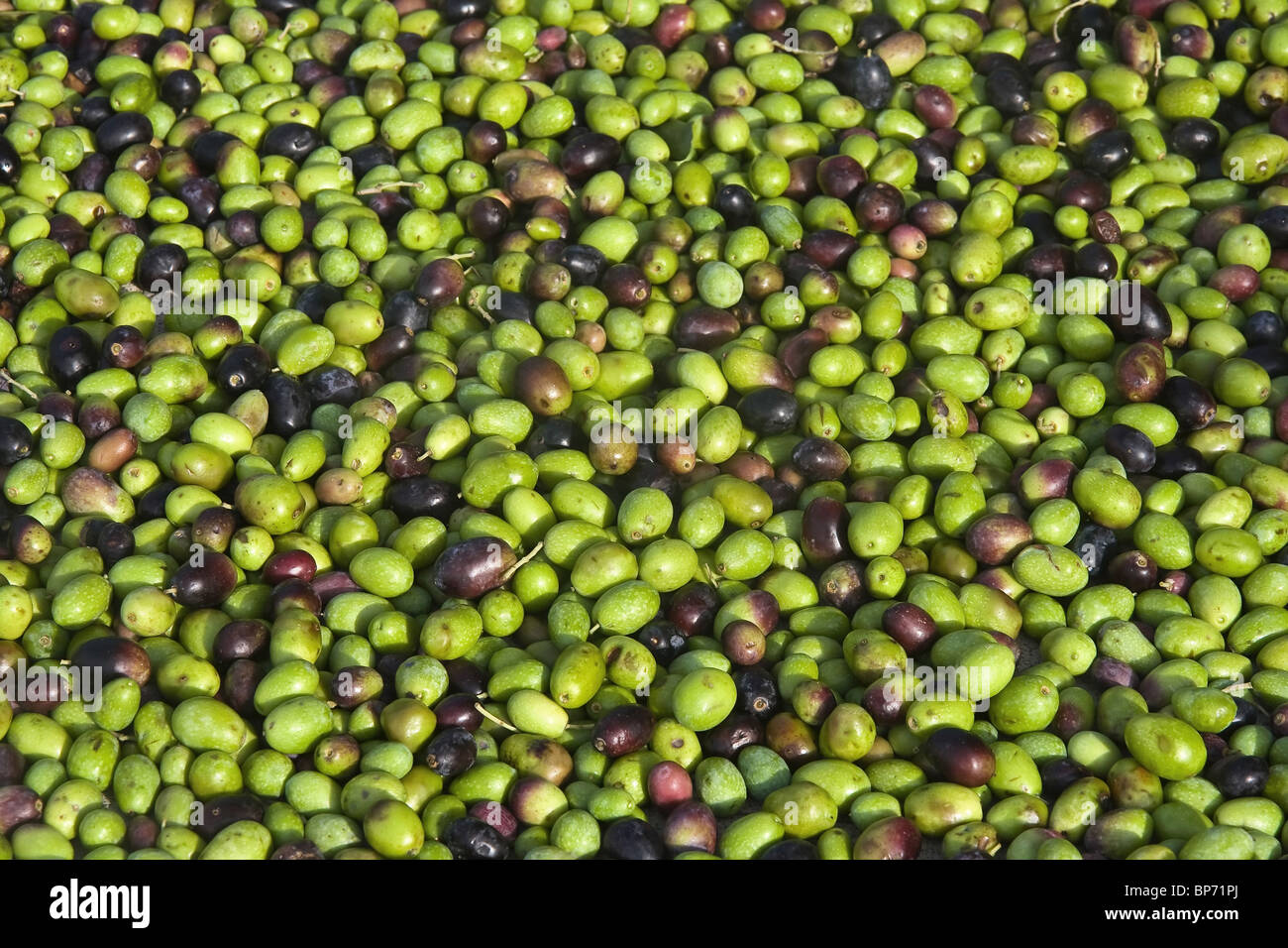 a group of ripe olives ready to be processed into oil Stock Photo - Alamy