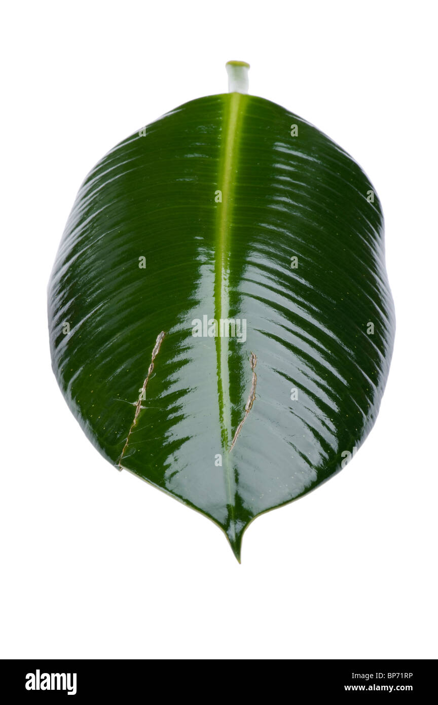 object on white - leaf isolated close up Stock Photo - Alamy
