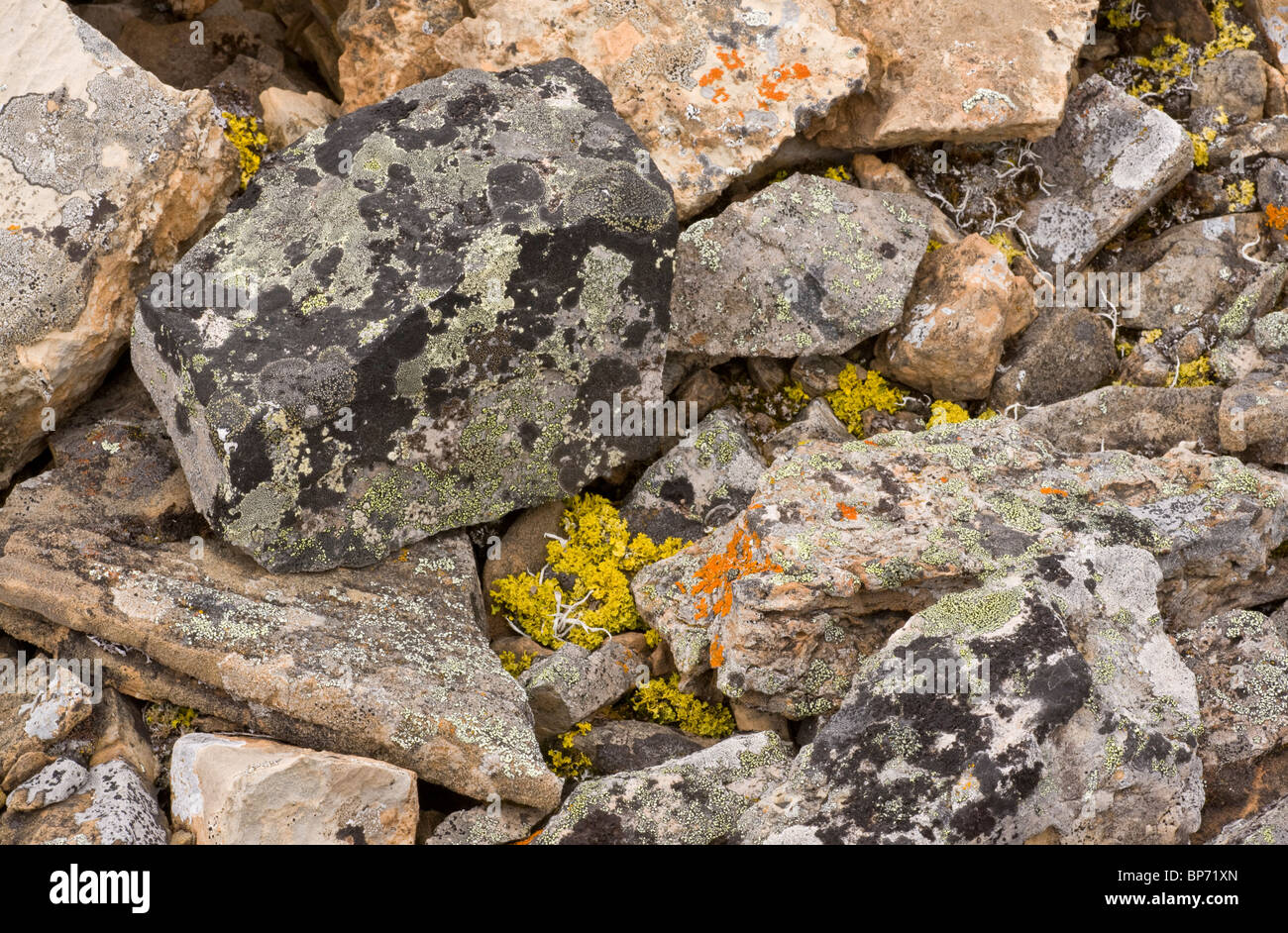 Tundra Lichen On Rock
