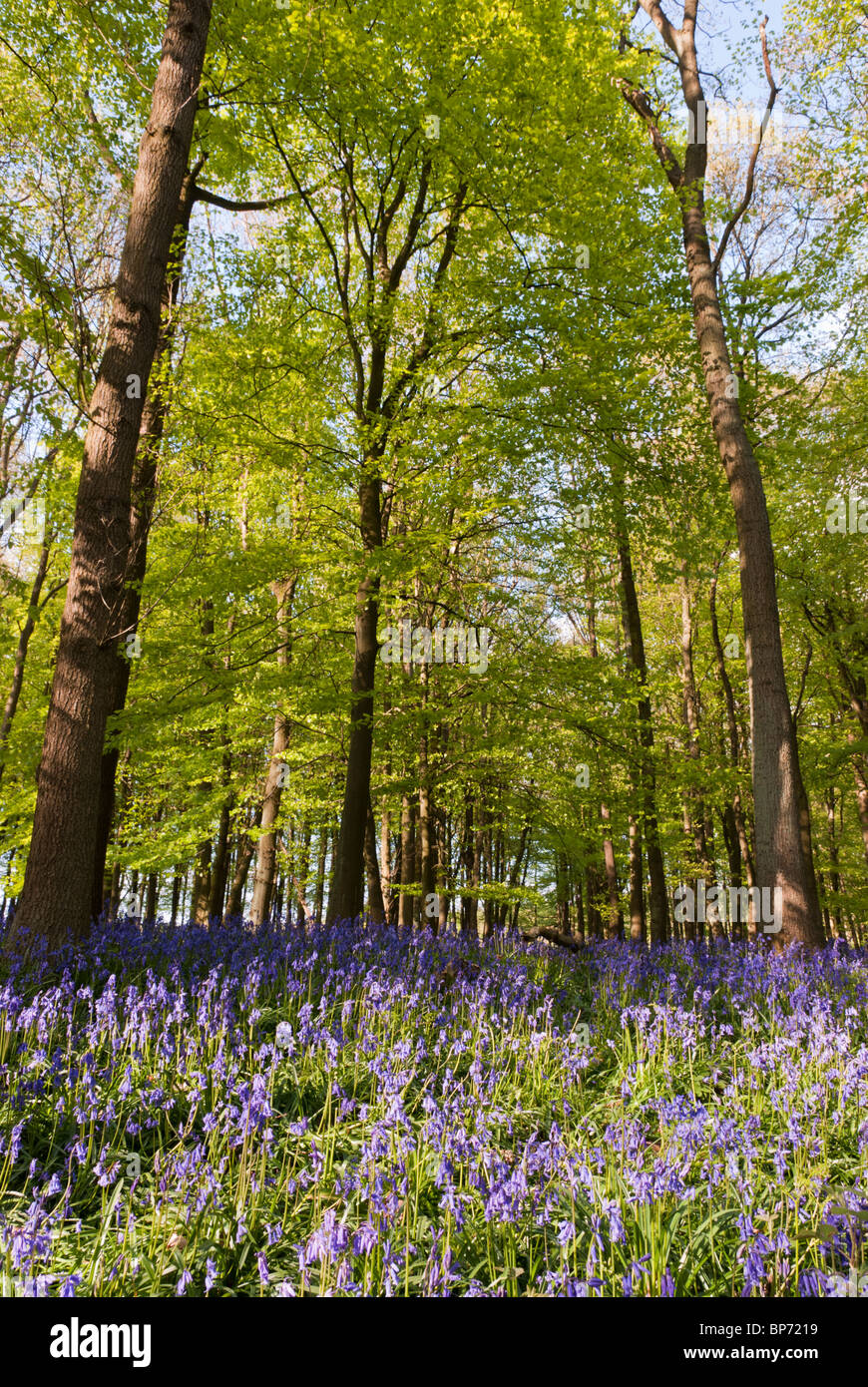 A vibrant spring bluebell wood in Hertfordshire, England Stock Photo ...