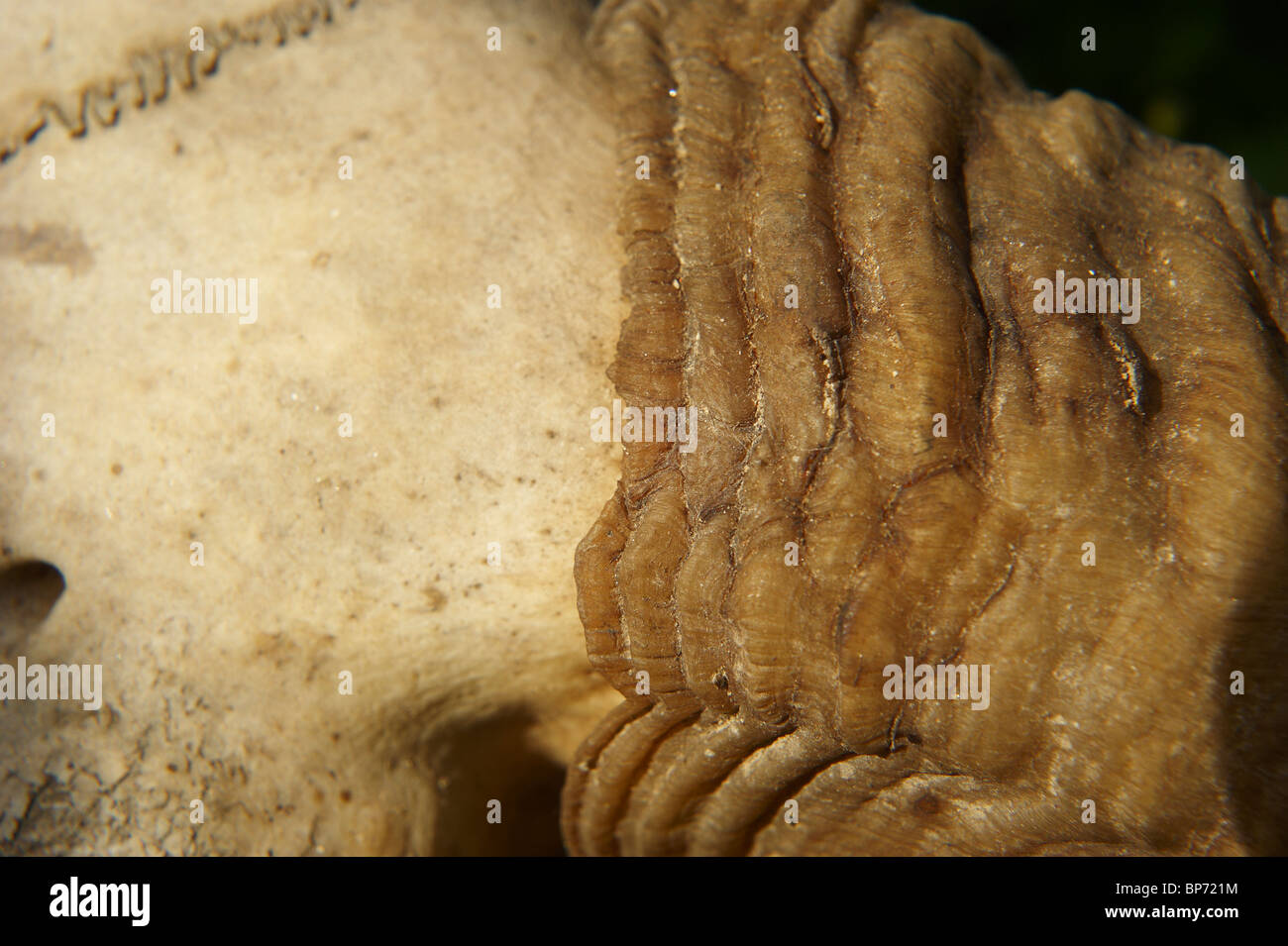 Skull of a Sheep Stock Photo - Alamy
