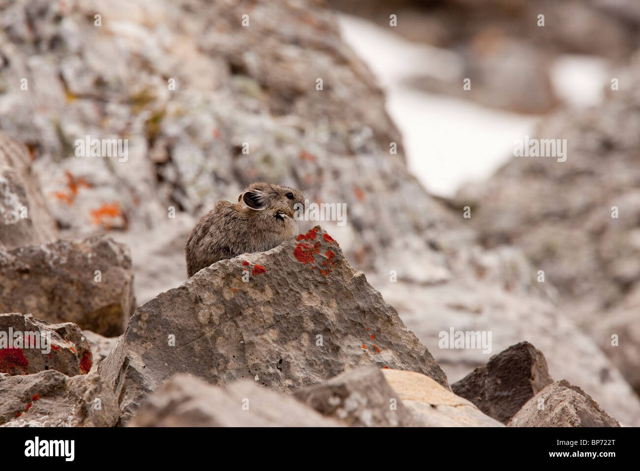 Rock Pika High Resolution Stock Photography and Images - Alamy