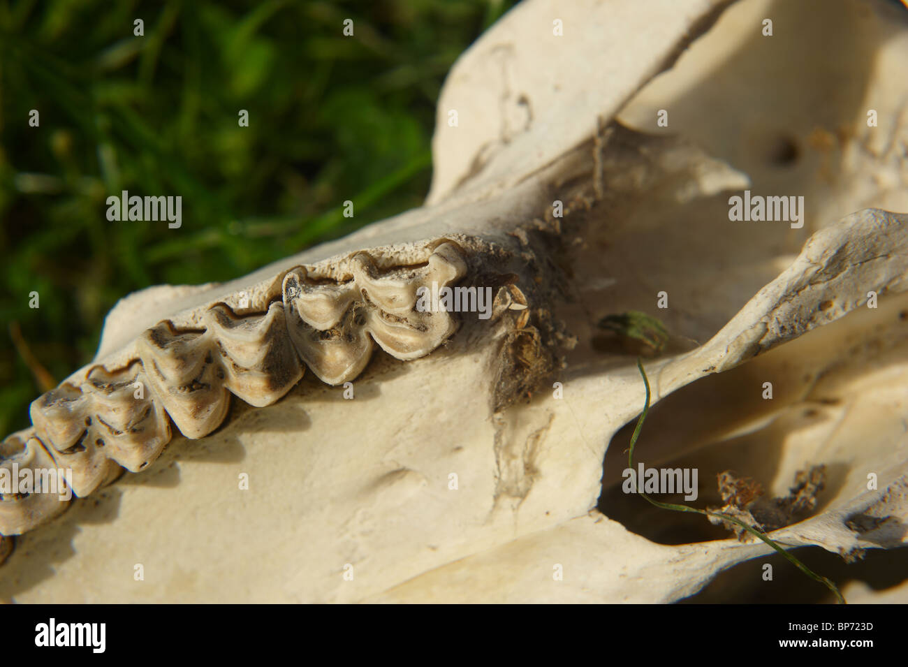 Male sheep skull hi-res stock photography and images - Alamy