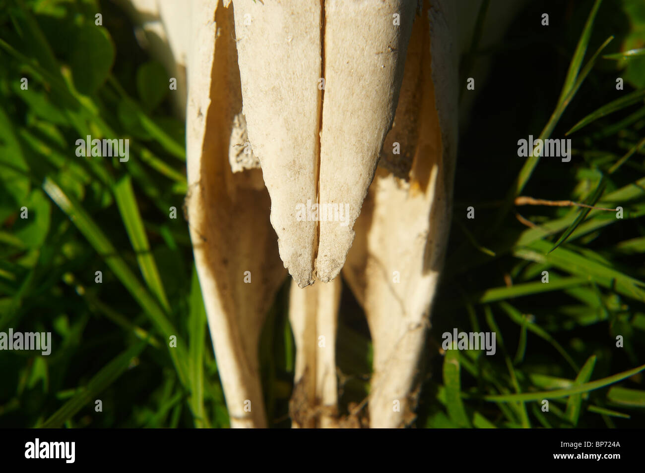 Skull of a Sheep Stock Photo - Alamy