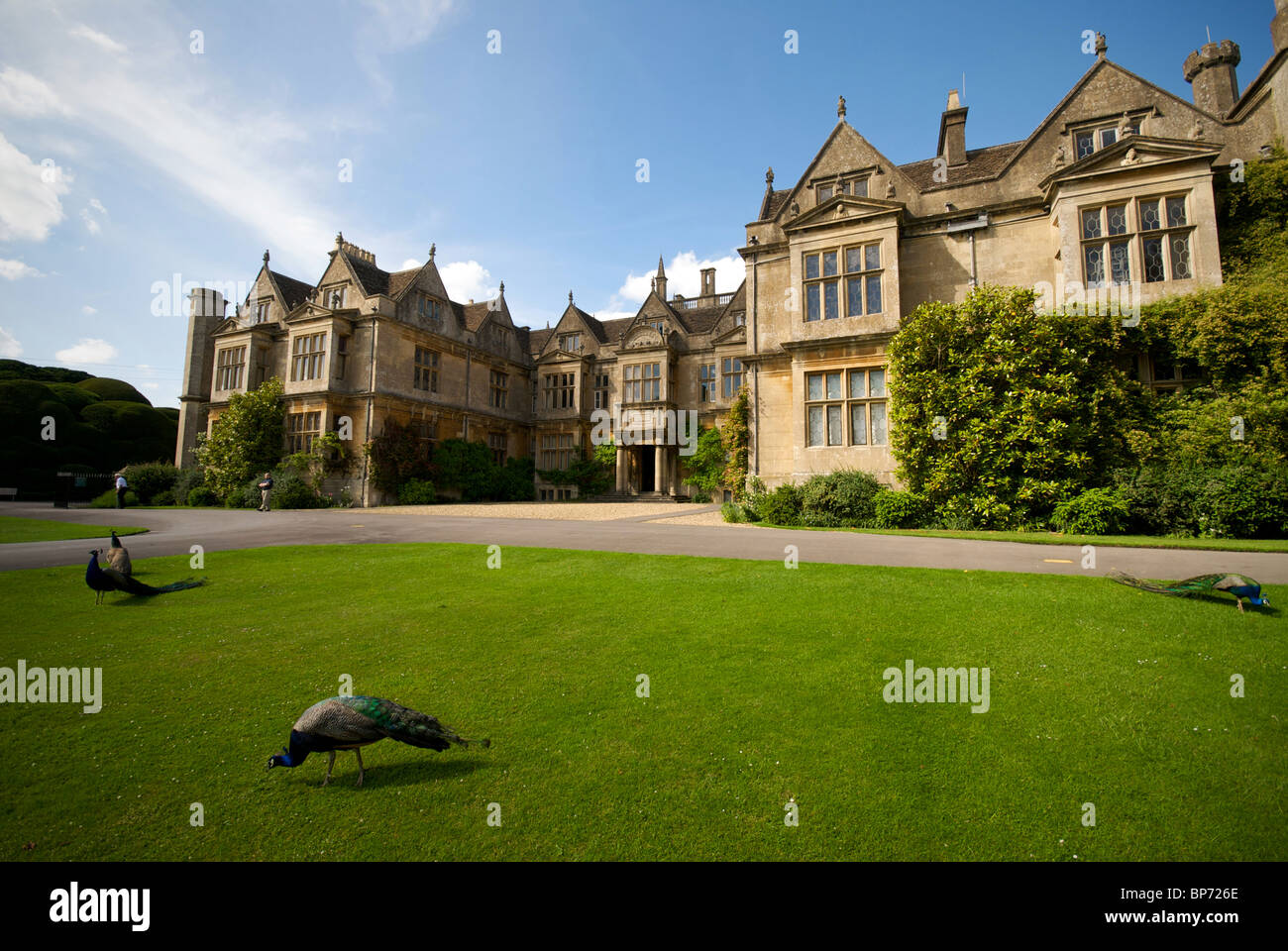 Corsham Court Wiltshire UK Peacocks Stock Photo - Alamy