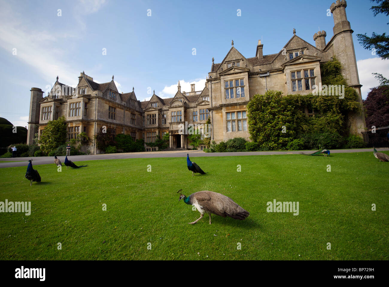 Corsham Court Wiltshire UK Peacocks Stock Photo - Alamy