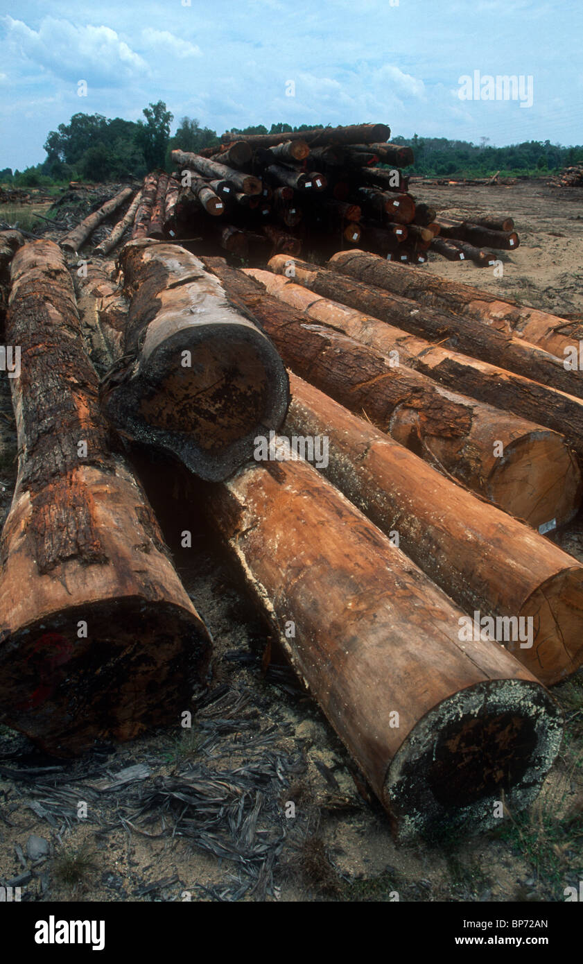 Logging - rain forest destruction, East coast, Malaysia Stock Photo - Alamy