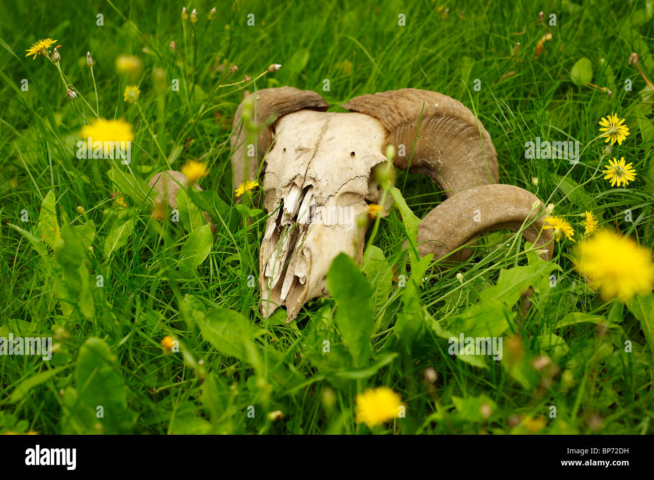 Skull of a Sheep Stock Photo - Alamy