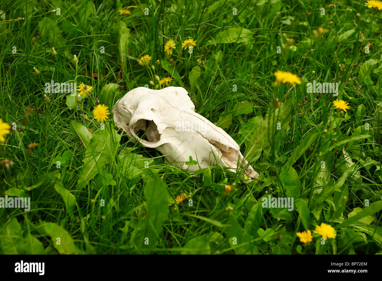 Skull of a Sheep Stock Photo - Alamy