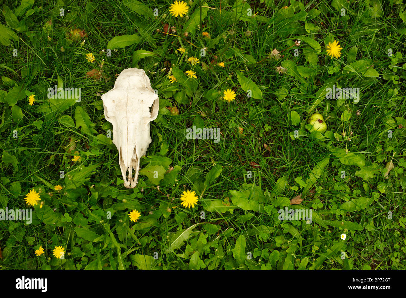 Skull of a Sheep Stock Photo - Alamy
