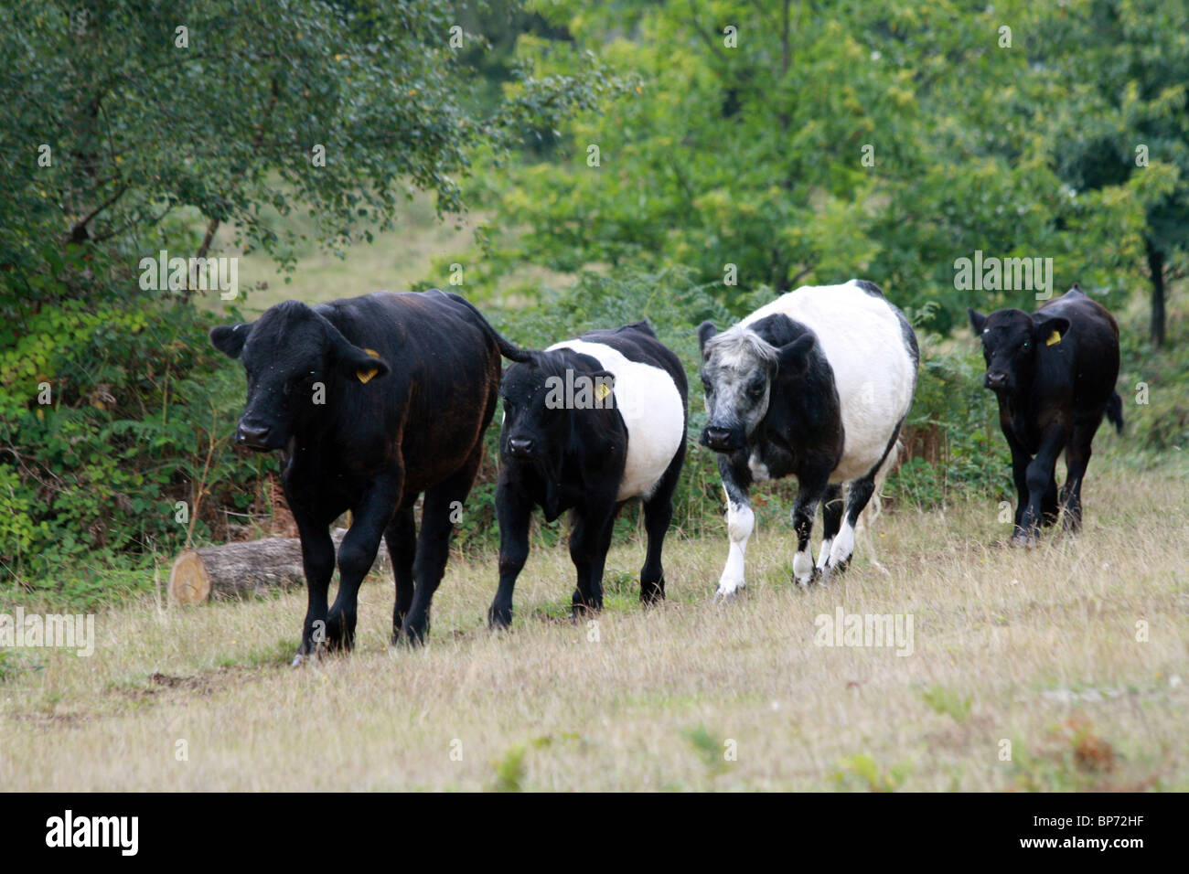 Black and White cows in a line Stock Photo - Alamy