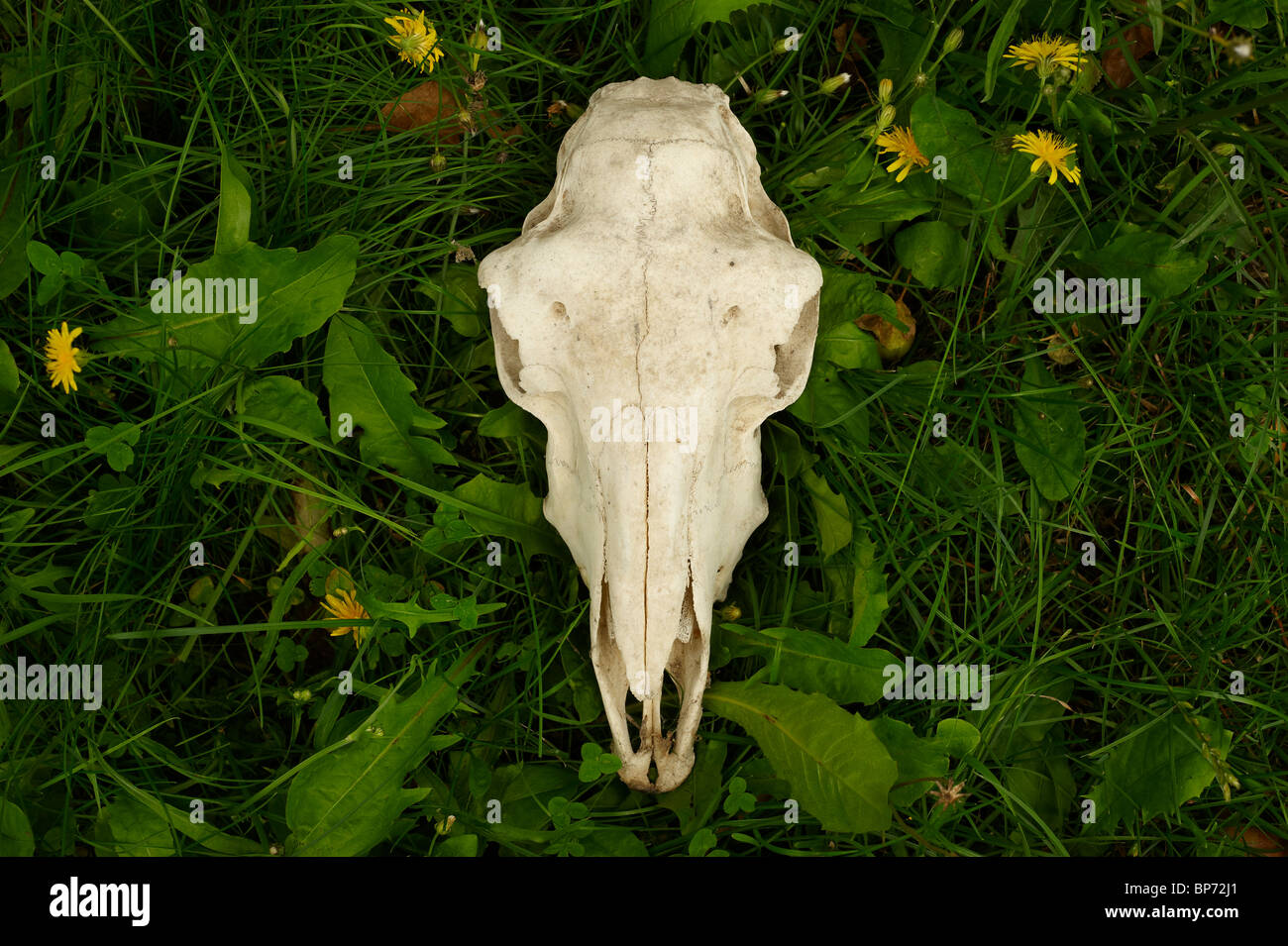 Skull of a Sheep Stock Photo - Alamy