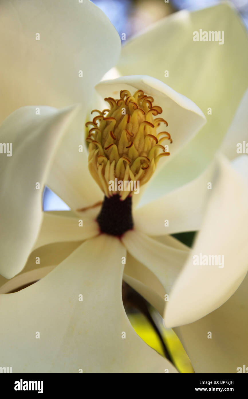 Magnolia tree, Botanical Gardens, Lucca, Tuscany, Italy Stock Photo - Alamy