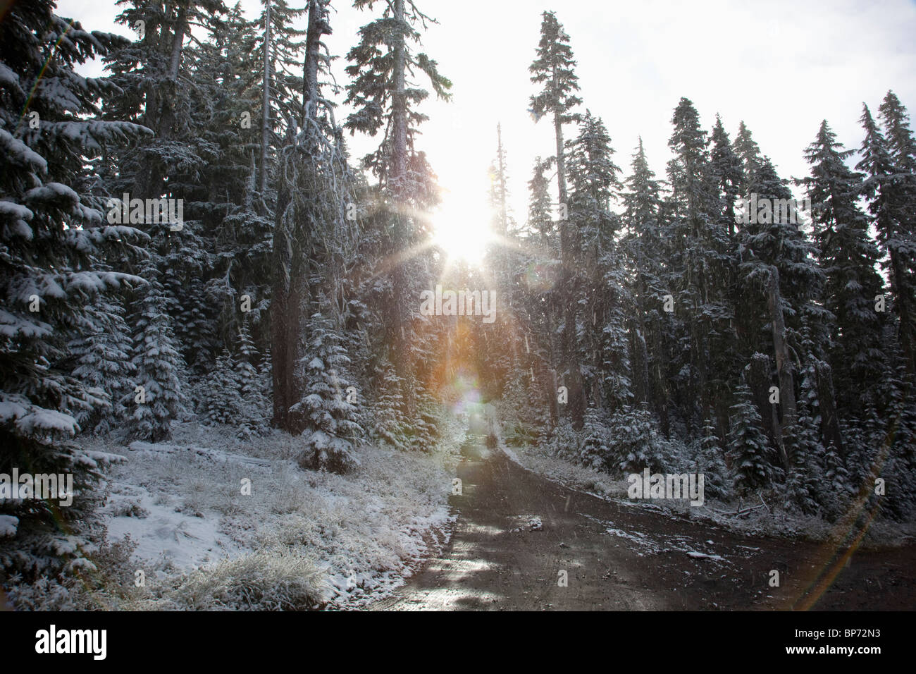 Oregon, United States Of America; First Snow On Trees And Along A Trail ...