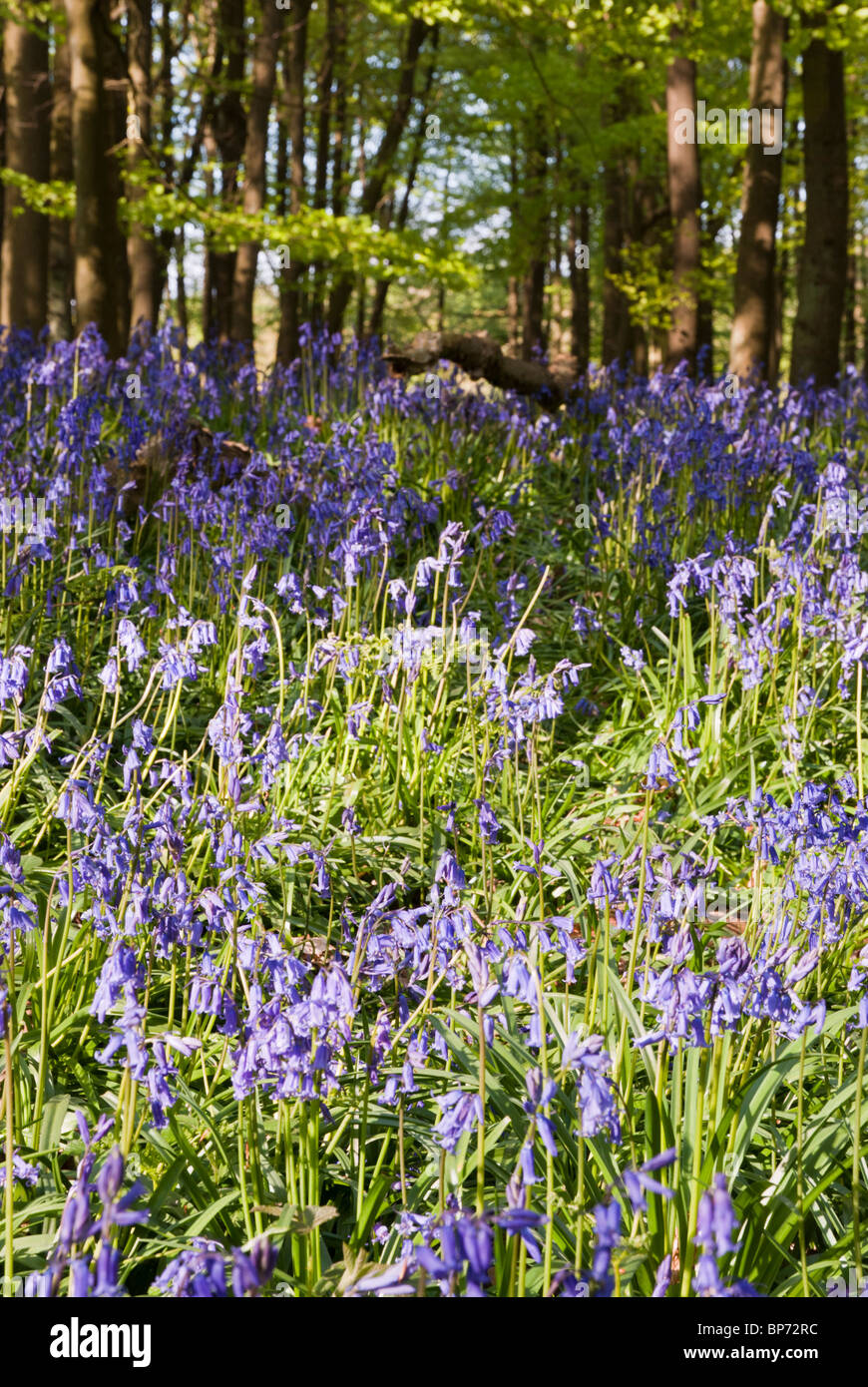 A vibrant spring bluebell wood in Hertfordshire, England Stock Photo ...