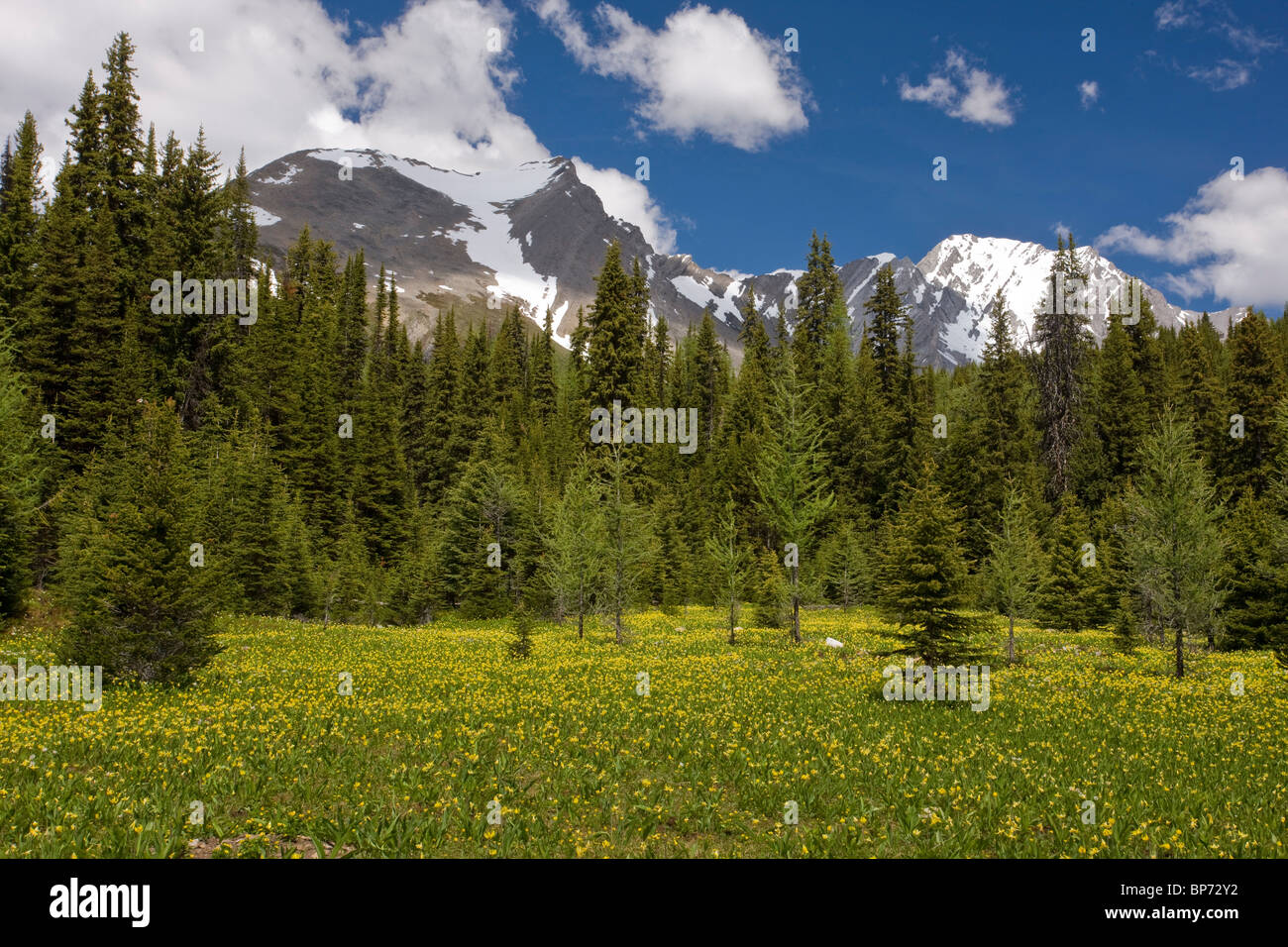 Snow lily hi-res stock photography and images - Alamy