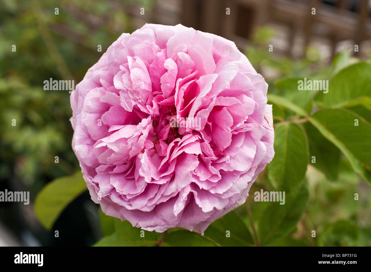 Pink fragrant rose "Comte de Chambord flowering in August Stock Photo ...
