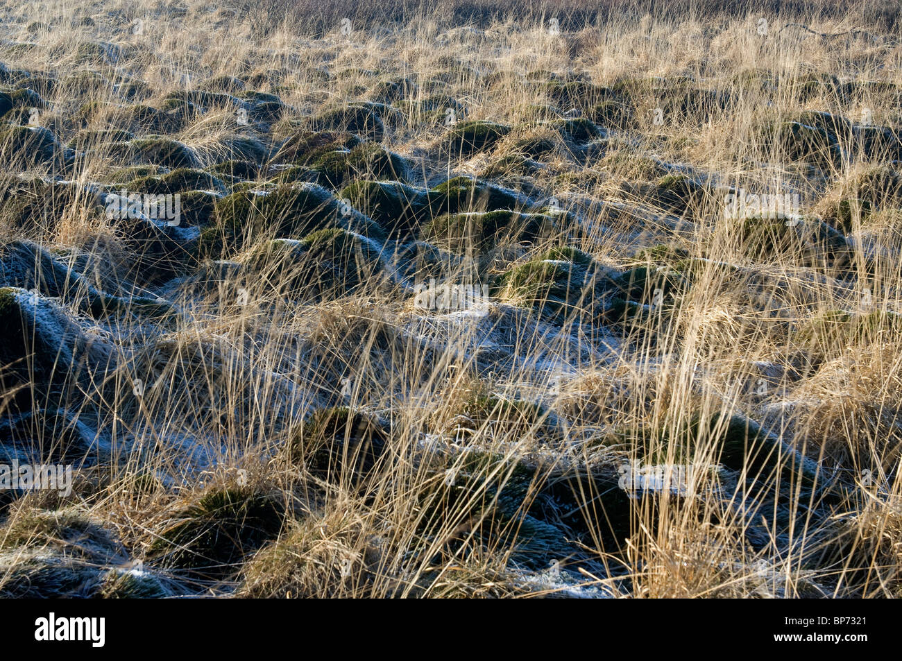 Hautes fagnes nature reserve hi-res stock photography and images - Alamy