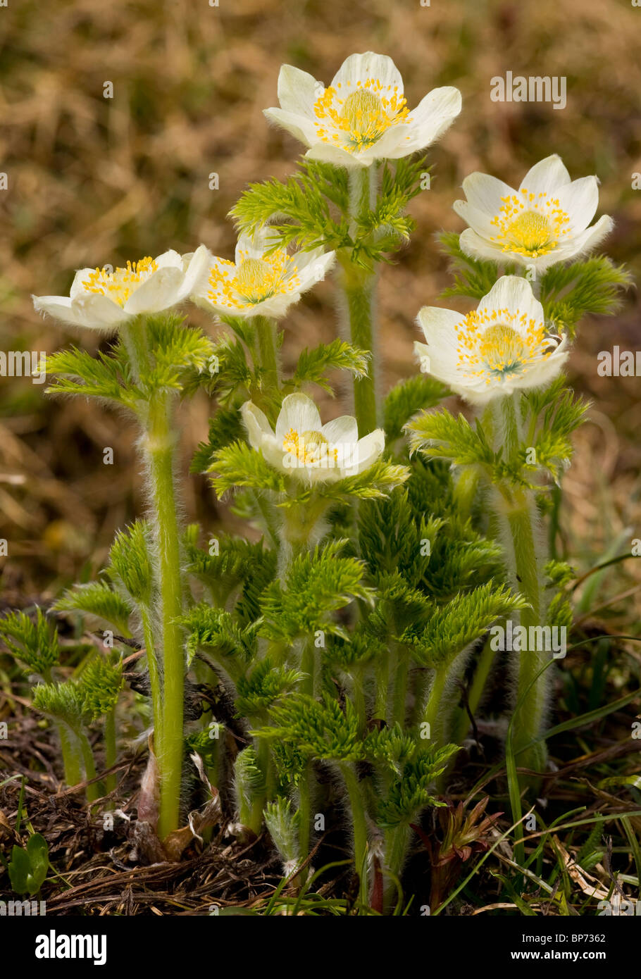 Western Pasque-flower or Western Anemone, Anemone occidentalis ...