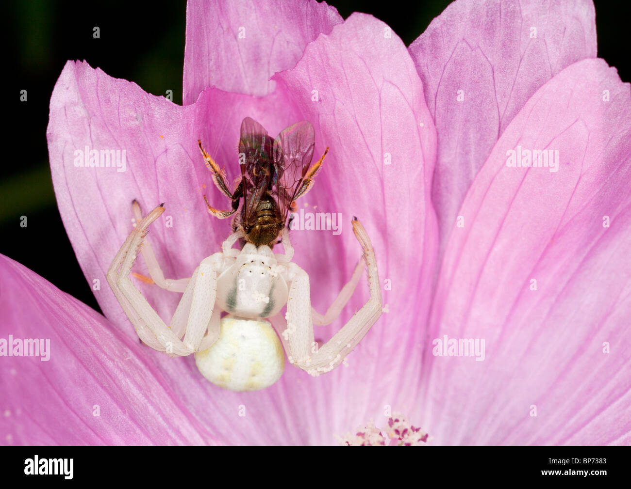 Crab spider pink hi-res stock photography and images - Alamy