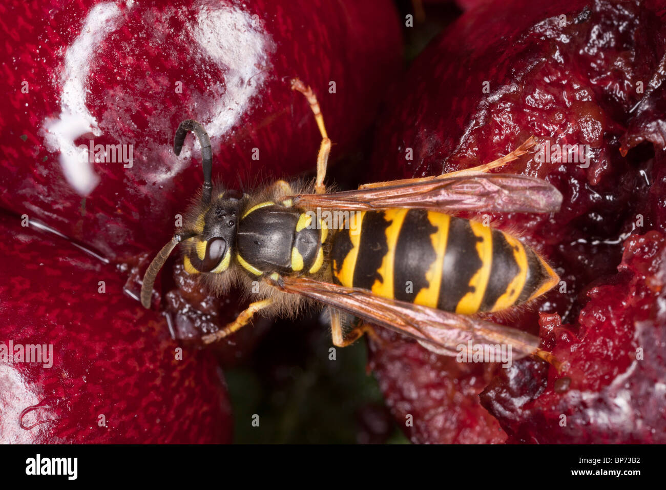 Sting stingers hi-res stock photography and images - Alamy