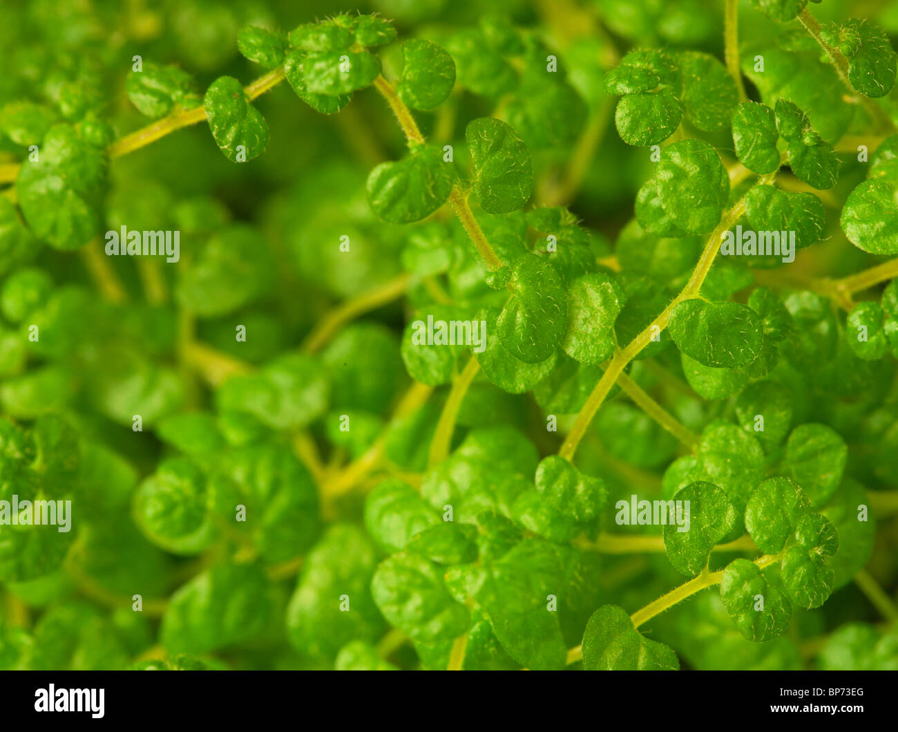 Exotic ornamental plants close up - a background Stock Photo - Alamy