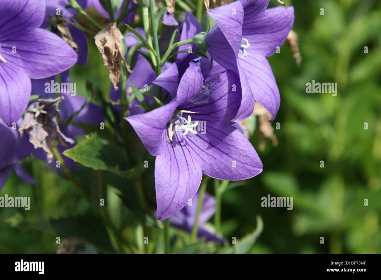 balloon flower platycodon grandiflorus astra double blue Stock Photo ...