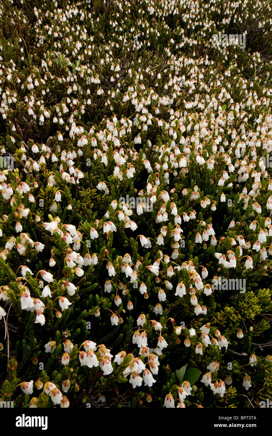 White Mountain-Heather, Cassiope mertensiana in masses, high tundra in ...