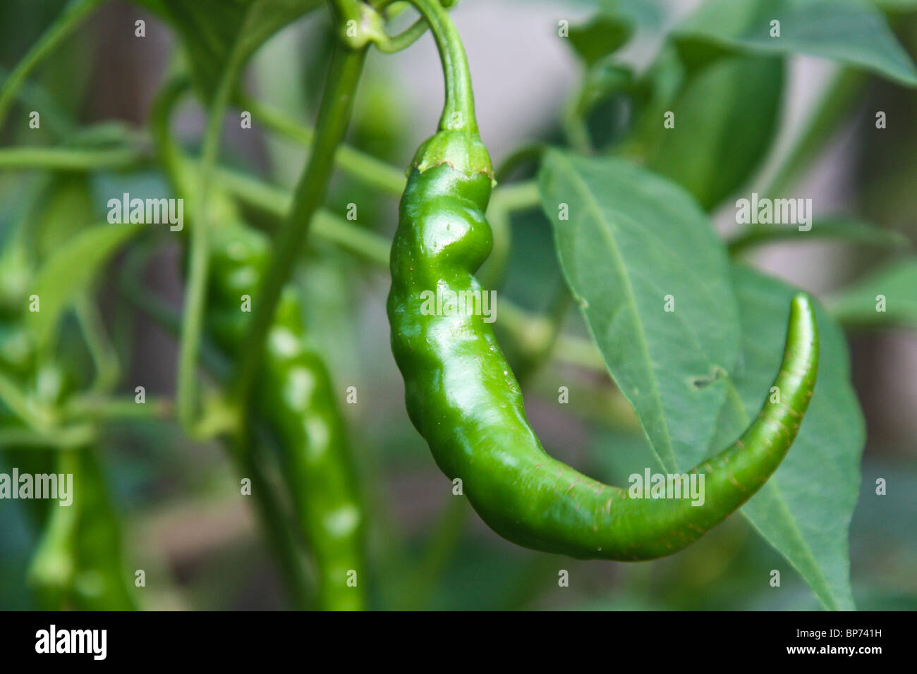 Cayenne pepper hi-res stock photography and images - Alamy