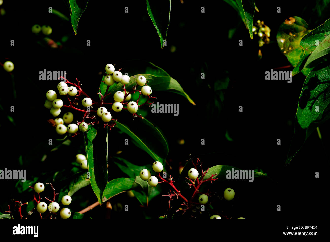 Wild plant growing in woods with attractive white berries highlighted ...